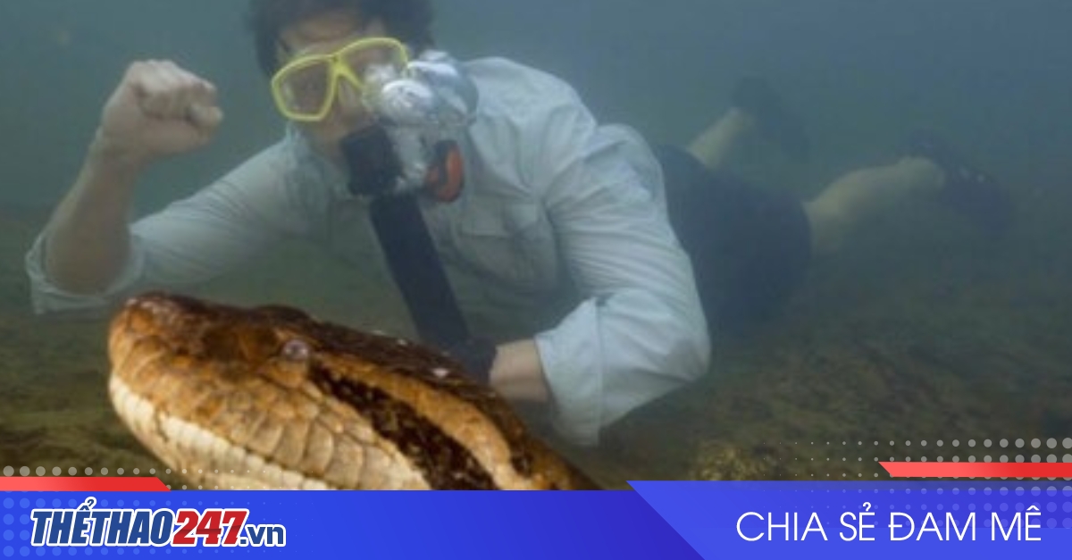 Phát hiện con rắn lớn nhất thế giới ẩn trong đầm lầy, khủng hơn bạo ...