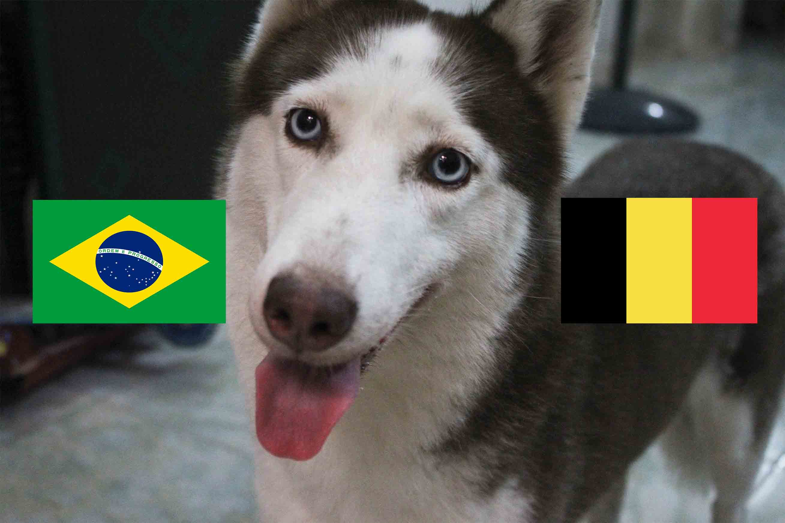 Chó tiên tri Loki dự đoán Tứ kết World Cup: Brazil vs Bỉ